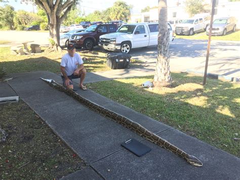 Florida Python Challenge How To Kill Burmese Pythons Humanely