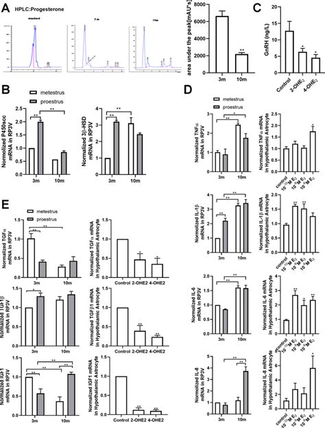 Estradiol Induced Senescence Of Hypothalamic Astrocytes Contributes To Download Scientific