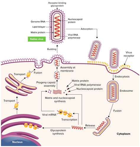 Rabies Virus Structure