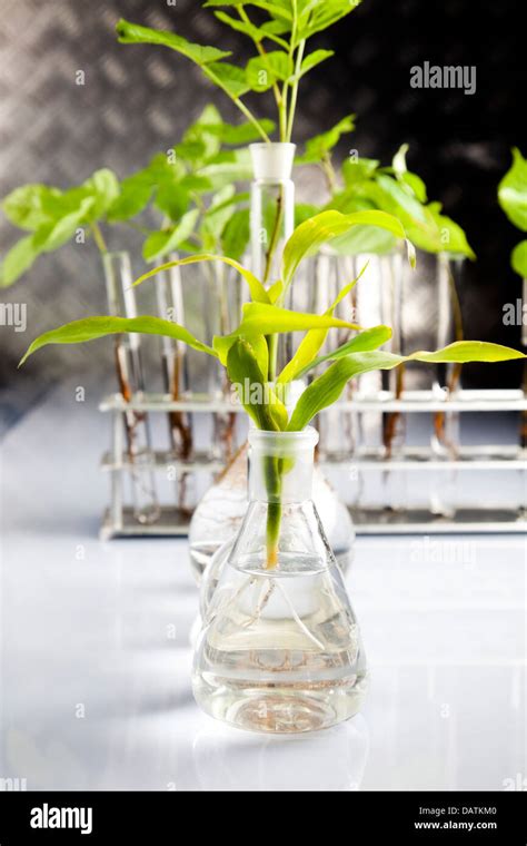 Plants And Laboratory Stock Photo Alamy