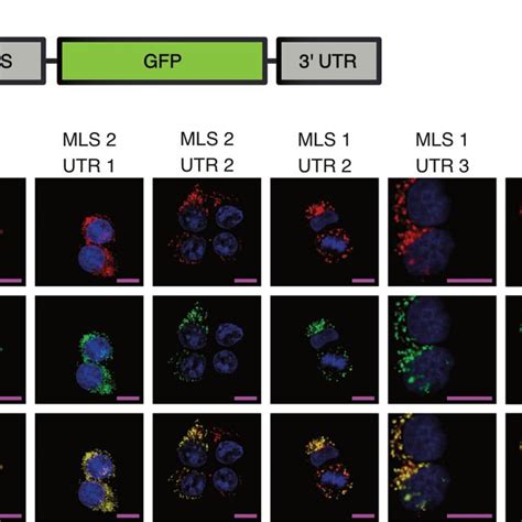 Delivery Of Base Editor Cas9 Be3 Into Mitochondria A Schematic