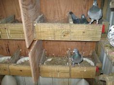 21 Pigeon Nest Boxes Ideas Pigeon Nest Pigeon Loft Design Pigeon
