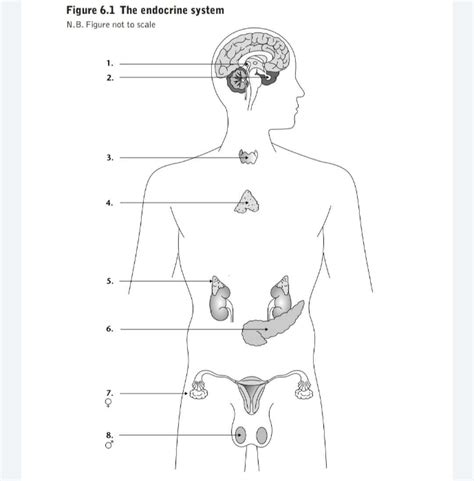 Endocrine System