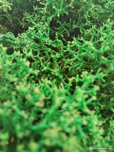 Pipwood Декоративная композиция со стабилизированным мхом Бриовуд месседж Relax «Наконец то