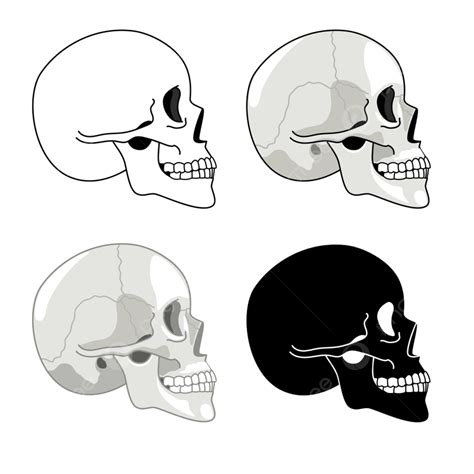 Human Skulls Side View Drawing