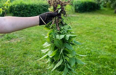 Top 5 Herbal Remedies To Make This Spring
