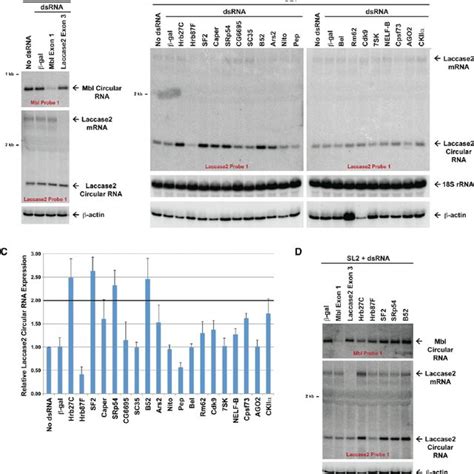 Plasmids For Efficient Circular Rna Expression In Mammalian Cells A Download Scientific