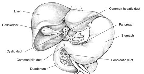 Anatomy Of The Liver Gallbladder And Biliary System Biliary Tract