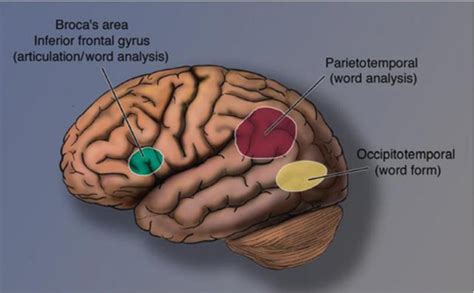 Temporal Gyrus Function