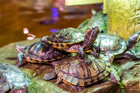 Red Eared Slider Turtle Poop Red Eared Slider Turtle Poop