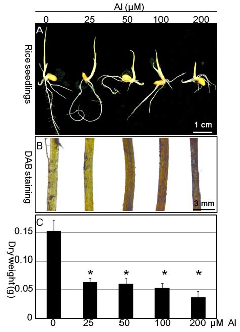 A Highly Selective And Sensitive Fluorescent Chemosensor For Detecting