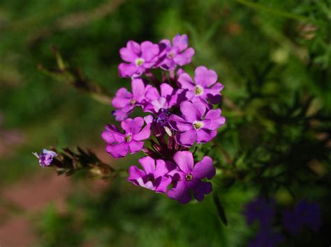 개화 경치 계절 계절 꽃 공장 전시 꽃 꽃 송이 꽃 장면 꽃무늬 꽃밭 꽃이 피는 꽃잎 나뭇잎 낮 녹지 만개 무성한 밝은 봄 셀렉티브 포커스