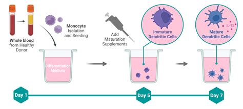 Dendritic Cell Assays Biomedha