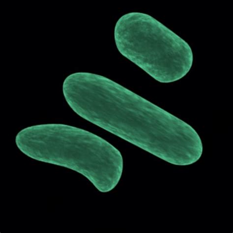 3d Cells Morulas Blastula Model