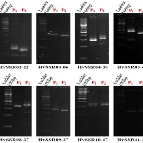 frequency of ssr motif present in polymorphic ssr markers download