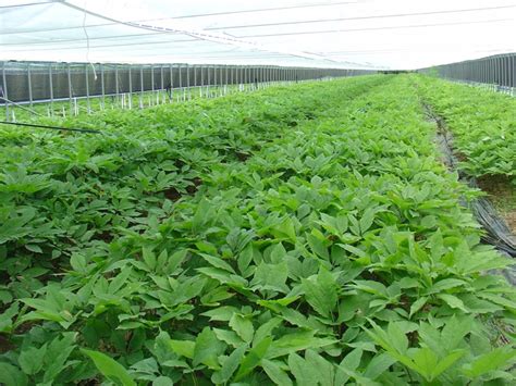 ‘인삼 온실 재배 관심 커 토양 소독 방법 개발