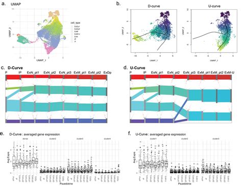Development Of Networks In Human Fetal Brain Cells A Umap Of Human