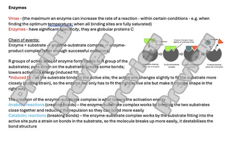 A Level Biology ENZYMES Teaching Resources