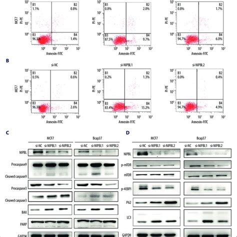 Nipbl Silencing Induced Cell Cycle Arrest At The G0 G1 Phase In Breast Download Scientific