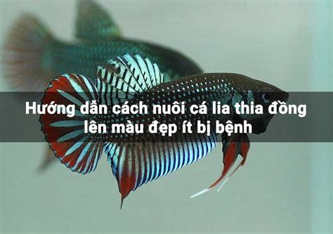 Nuôi Cá Lia Thia đồng Trong Bể Lót Bạt Lên Màu đẹp ít Bị Bệnh