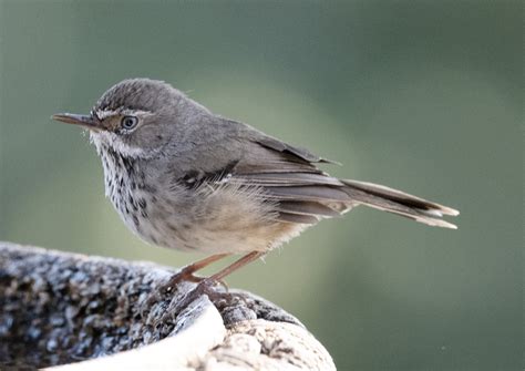 Spotted Scrubwren From Esperance Wa 6450 Australia On September 10
