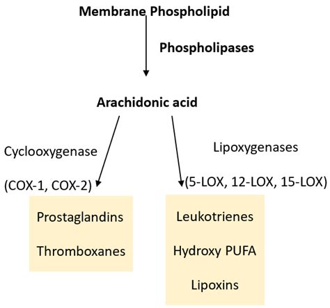 Inflammation 5 Arachidonic Acid Metabolites