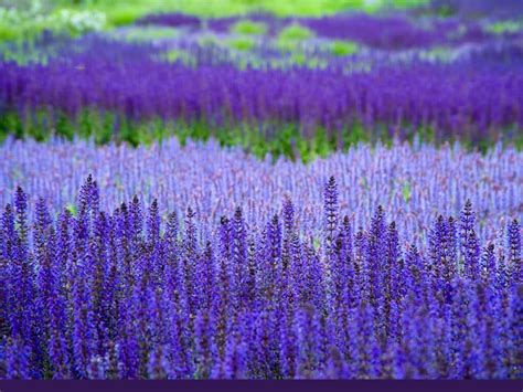 Purple Salvia Catnip And Veronica Purple Salvia Growing Catnip Purple Plants