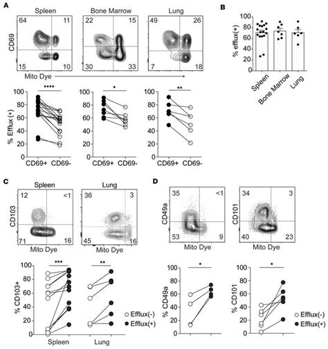 Jci Insight Functional Heterogeneity Of Human Tissue Resident Memory