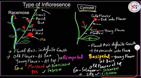 Inflorescence In Flowers Definition And Types