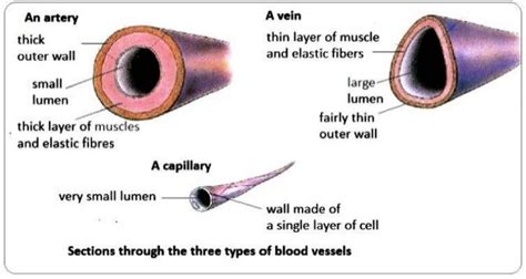 Structure And Function Of Arteries And Veins