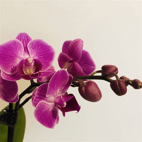 Long Life Real Flowers At Melissa Lindstrom Blog