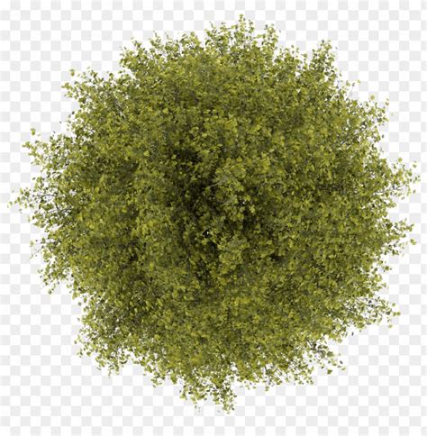 Tree Top View Png