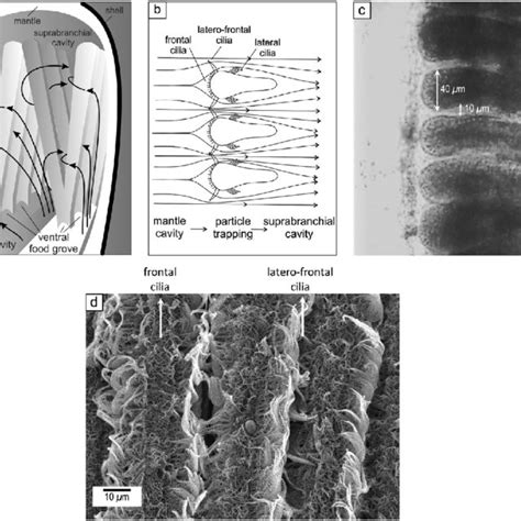 3 Microphytobenthos In Intertidal Mudflats At Mar Chiquita A Coastal