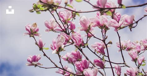 전경에 분홍색 꽃이 피고 배경에 푸른 하늘이 있는 나무 사진 Unsplash의 무료 분홍색 이미지