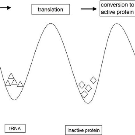 The Figure Illustrates The Multi Compartmental Dynamic Steady State Download Scientific Diagram