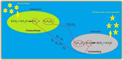 C4 Fotosynthese Voorbeelden Naambordje Bestellen Met Sierlijke Rand En