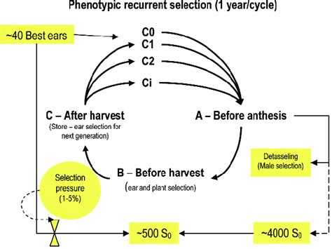 Phenotypic Recurrent Selection Methodology Used In Fandango By The Download Scientific