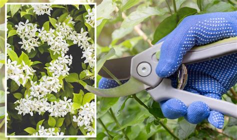 Jasmine Plant Pruning At Jeffrey Gavin Blog