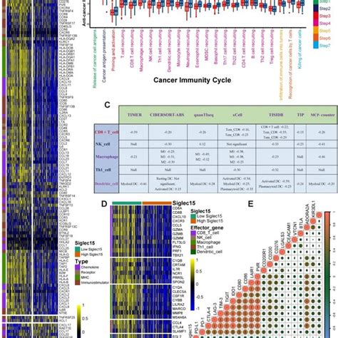 Siglec15 Shapes A Non Inflamed Tme In Blca A Differences In The Download Scientific Diagram