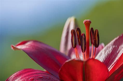 Free Lily Love Love Images Pixabay