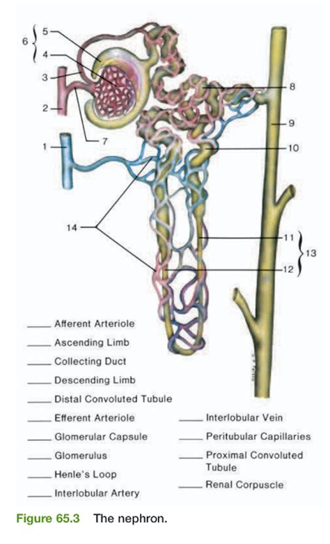 solved afferent arteriole ascending limb collecting duct