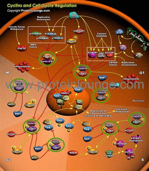 Biological Databases And Tools Cyclins And Cell Cycle Regulation