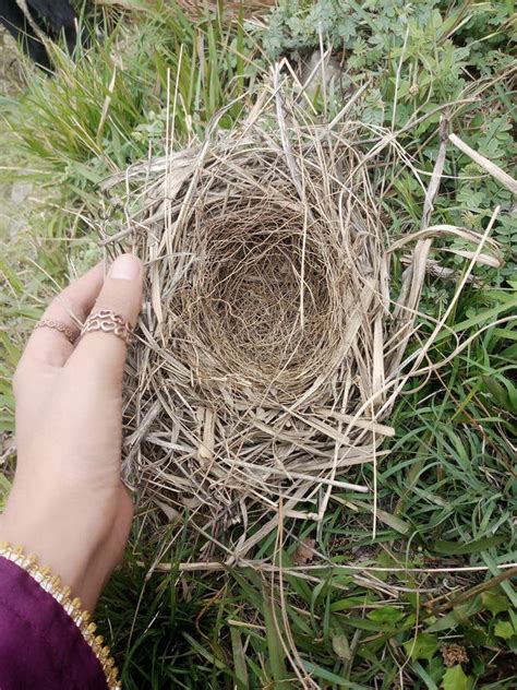 Nest Sparrow Nature Lover Kashmir Stock Image Image Of Sparrow Nest 275351441 Nest Sparrow Nature Lover Kashmir Stock Image Image Of Sparrow Nest 275351441