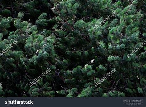 23 349 Blowing In The Wind Tree Images Stock Photos Vectors Shutterstock