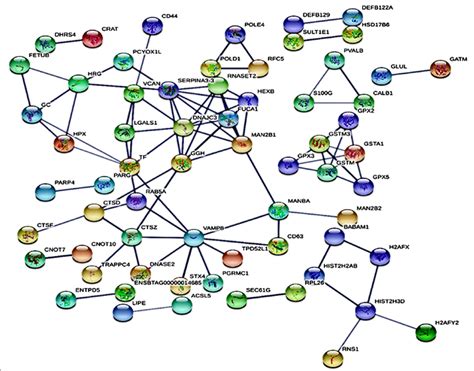 Protein Protein Interaction Ppi Network Of Daps In Cattleyak Created