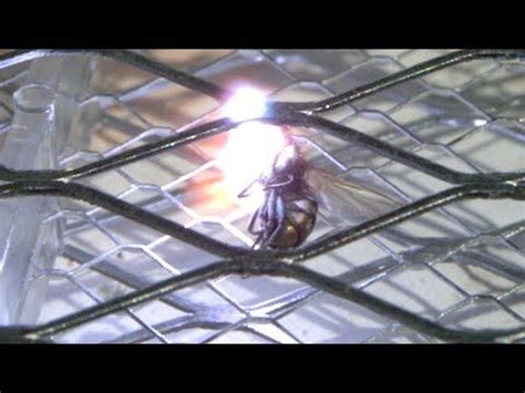 Gory Super Slow Motion Video Of Fly Being Zapped By An Electric Bug Zapper Tennis Racket