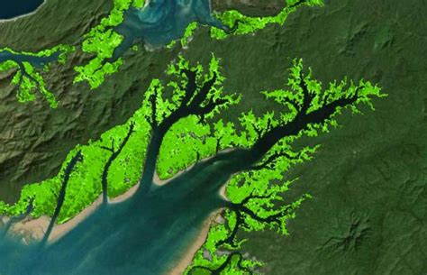 Dea Mangrove Canopy Cover Geoscience Australia