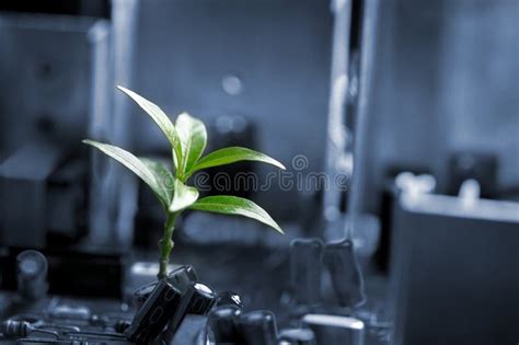 Tree Growing On The Converging Point Of Computer Circuit Board Green Computing Green