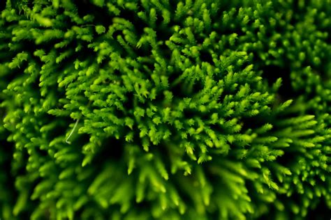 Bryophytes Biology Online Tutorial