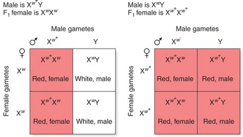 Chapter 010 Sex Linked And Mitochondrial Inheritance Flashcards Quizlet